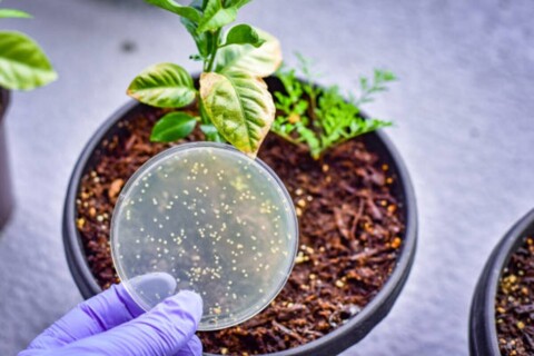 Soil microbiome: A keystone for sustainable agriculture | Tribiome